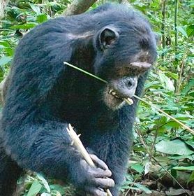 Intelligence | Is Chimp IQ similar to human IQ? First steps show it is ...